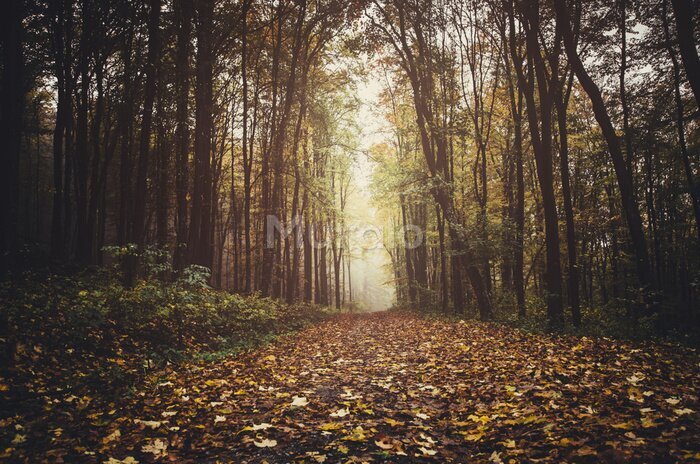 Obraz Las jesienią w kategorii tematyka/natura w muralo.pl